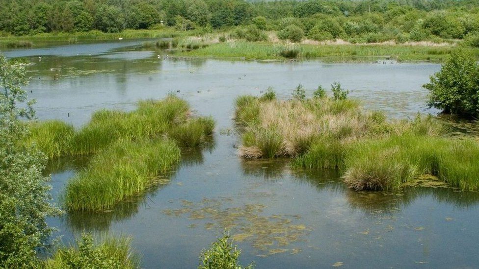 WWT Llanelli Wetland Centre celebrates 25 years - BBC News