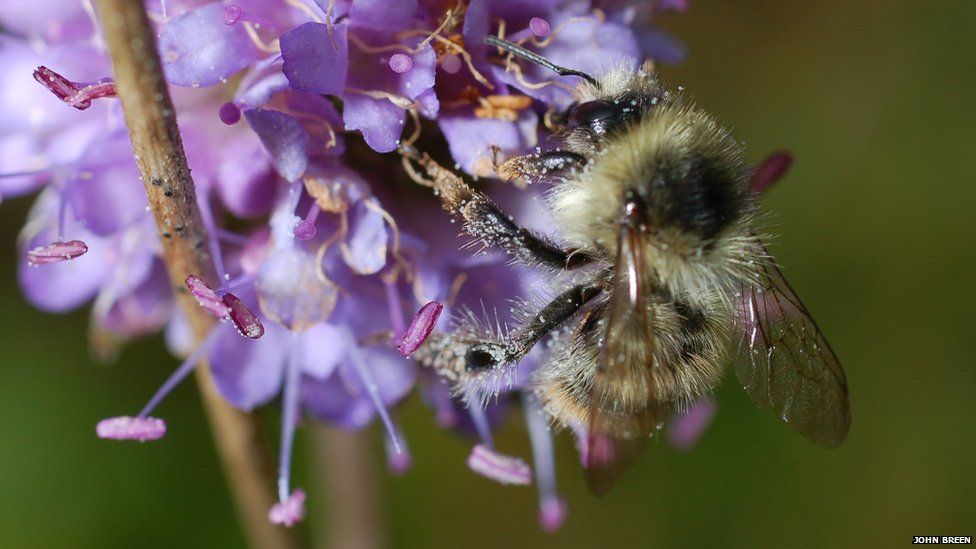 Seeing is bee-lieving: Bid to save threatened bee species in Ireland ...