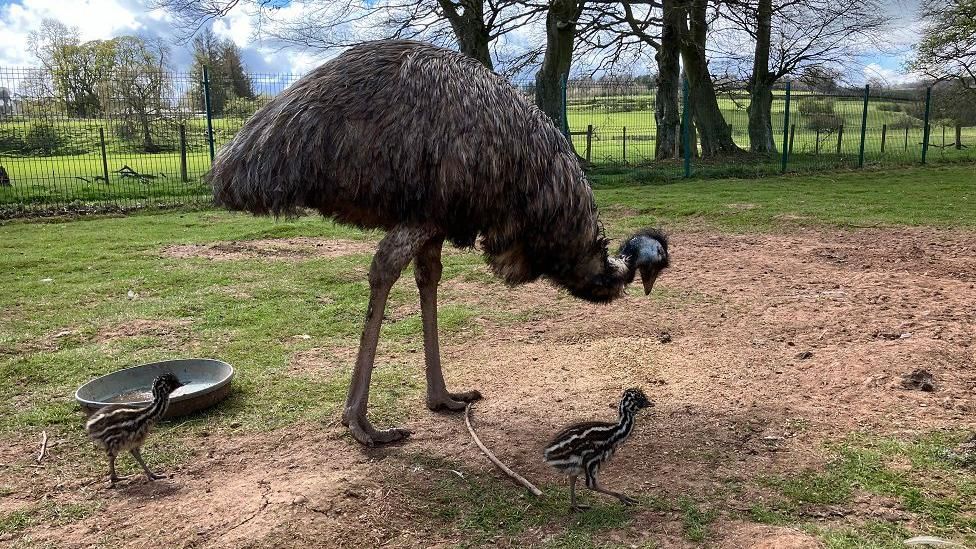 Emu chicks hatch at Scottish Borders bird sanctuary - BBC News