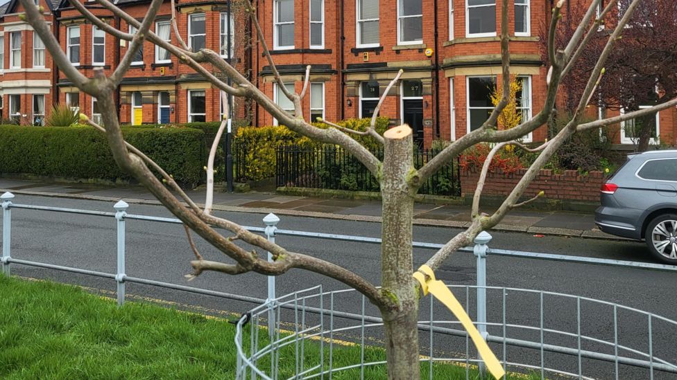 Tops of Jesmond trees lopped off in 'clinical execution' - BBC News