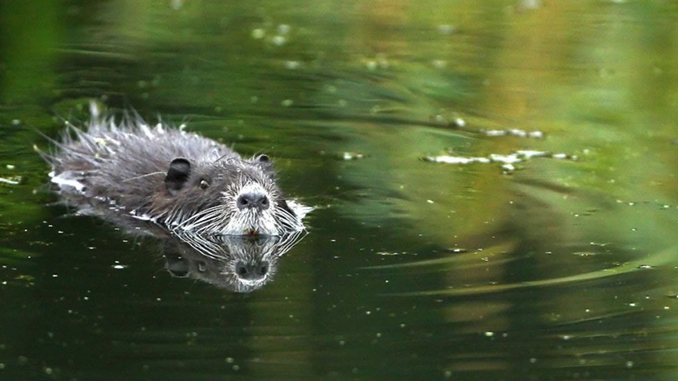 Bid to trap raccoon loose near Alladale in Highlands - BBC News