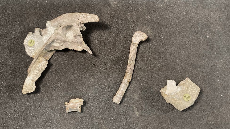 Scientists discover oldest meat-eating dinosaur from UK - BBC Newsround