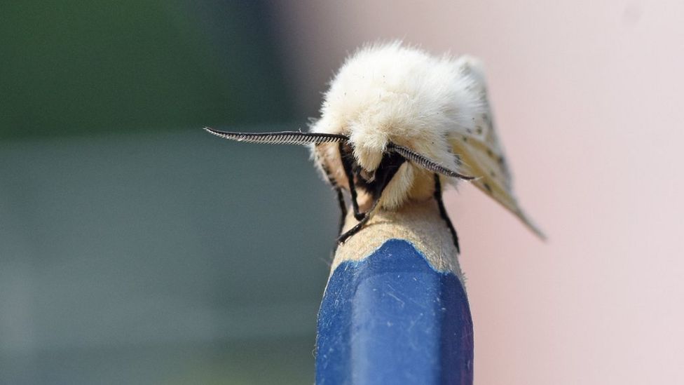Beastie joys: Photographer's love of Scottish bug life - BBC News