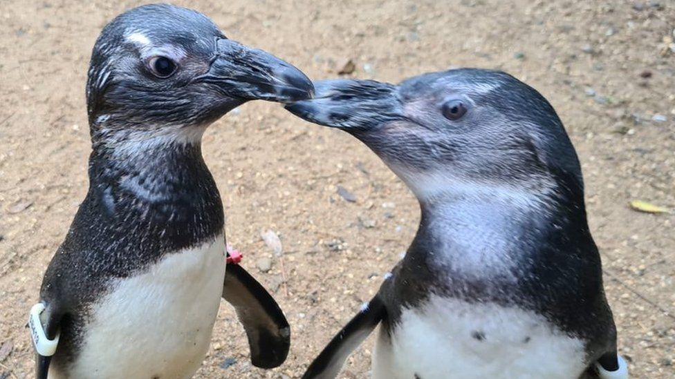 Rare Polish albino penguin Kokosanka voted world champion - BBC Newsround