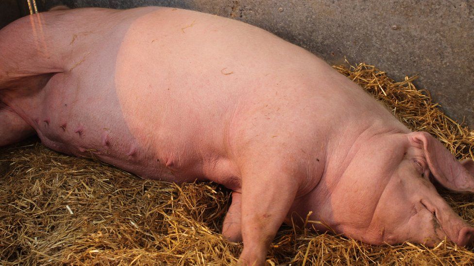 Y Sioe Fawr: Lluniau dydd Mawrth // Tuesday at the Royal Welsh - BBC ...