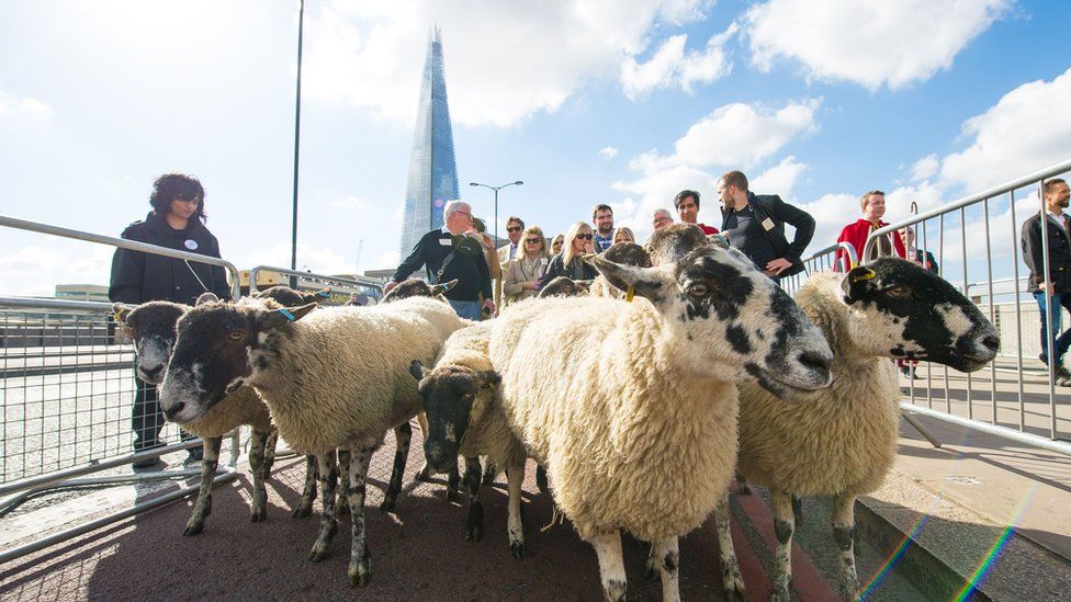 Barbara Windsor herds sheep over London Bridge for charity - BBC News