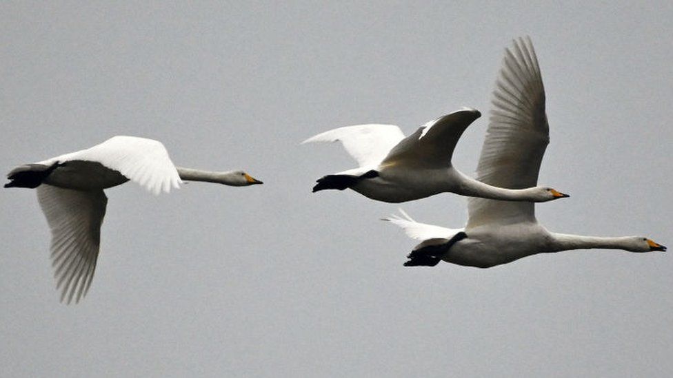 Pembrokeshire: One of UK's oldest swans dies after collision - BBC News