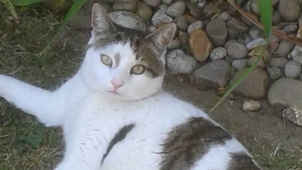 Fareham cat deaths 'linked to Croydon cat killer' - BBC News