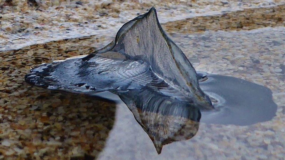 Chinese police uncover huge fake jellyfish 'scam' - BBC News