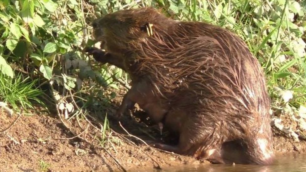 Wild beaver gives birth in England - BBC News