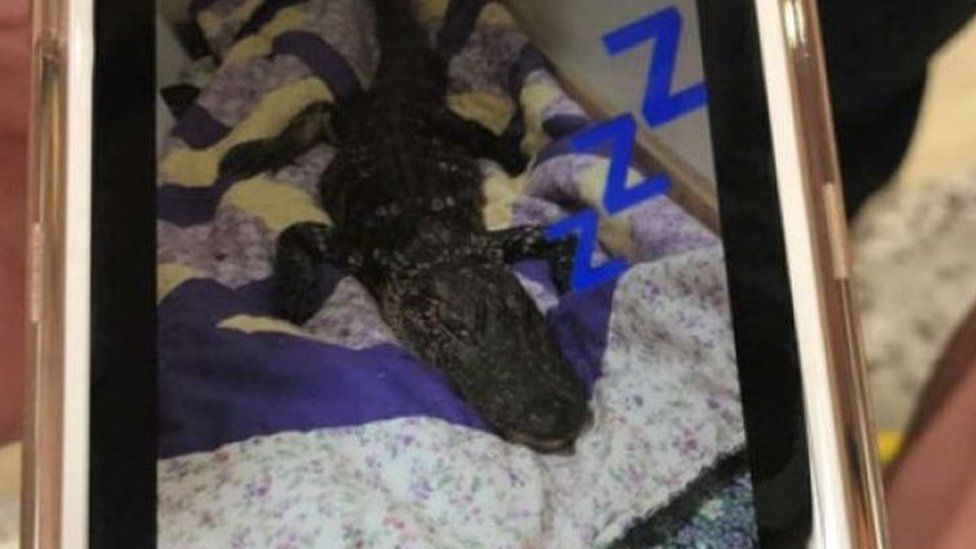 Students in Florida are warned after posting a photo of a dead ...