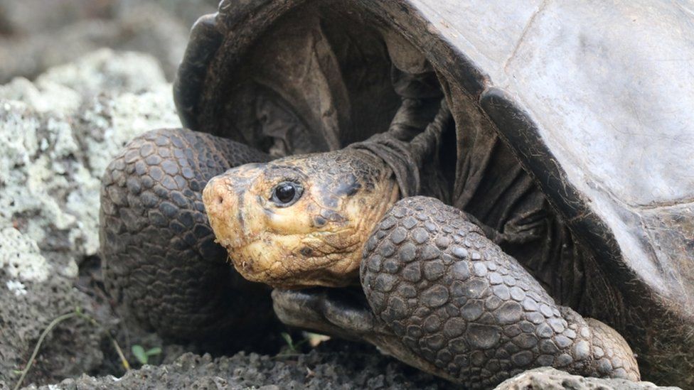 Meet Hope the tortoise rolling around Chester Zoo - BBC Newsround