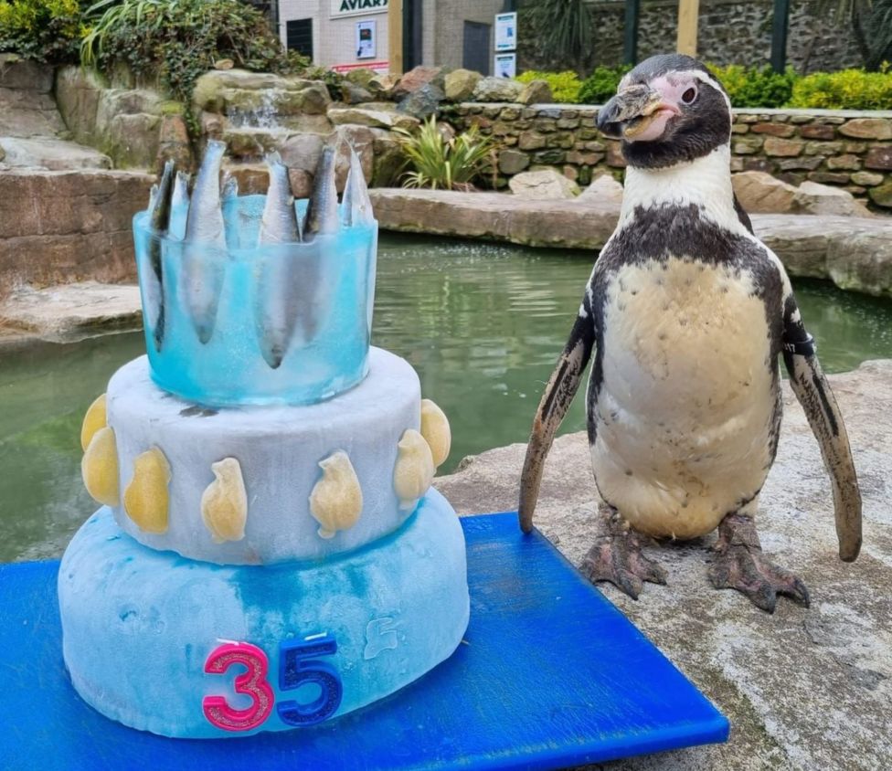 Oldest Humboldt penguin in UK celebrates 35th birthday - BBC Newsround