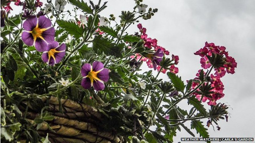 Good growing weather? - BBC Weather
