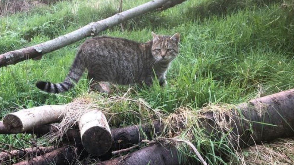 Cat seized by North Wales Police traumatised - Wildcat Haven - BBC News