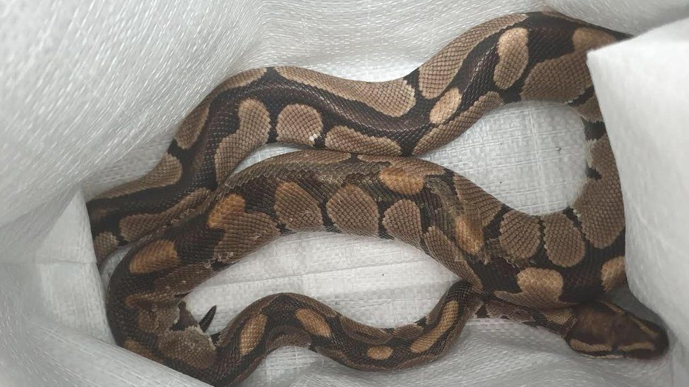 Swinefleet abandoned pythons 'dumped months earlier' - BBC News