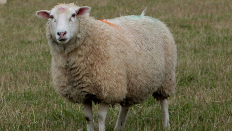 Eight sheep killed near Bicester in suspected dog attack - BBC News