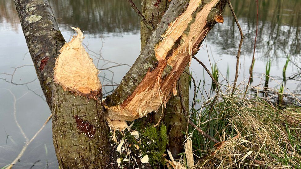 Pembrokeshire: Wild beaver discovery solves mauled tree mystery - BBC News