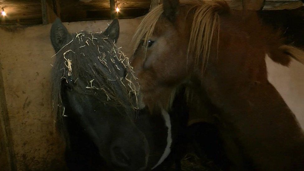Shetland pony killed in Preston knife attack - BBC News