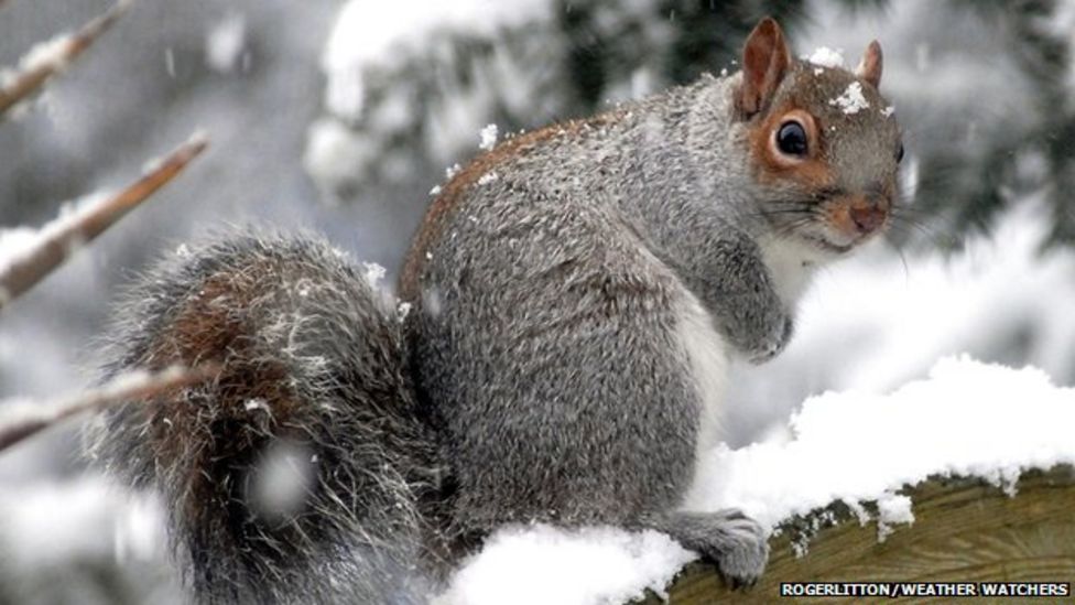 Gallery: Weather Watchers Snow Snaps on 2 March - BBC Weather