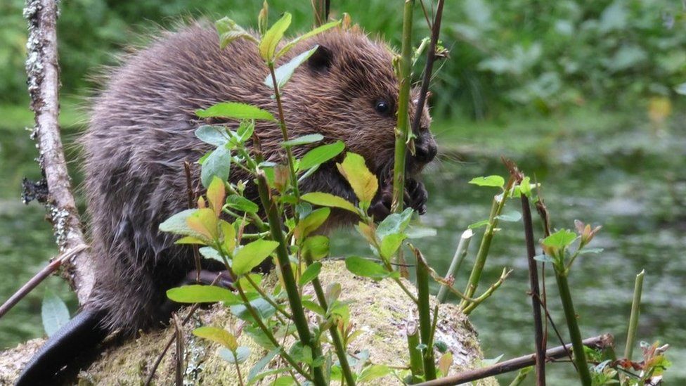 Beaver kits born in Dorset for second year running - BBC News