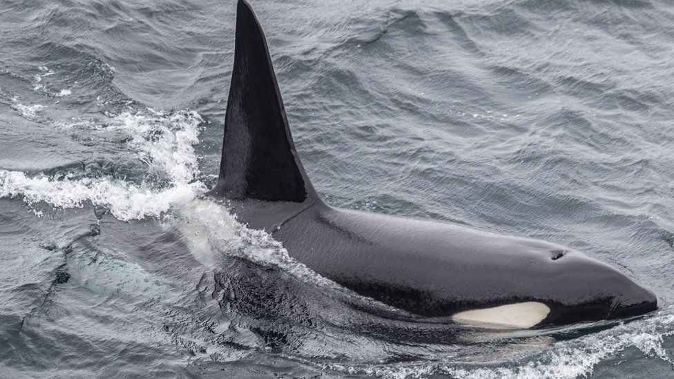 Young killer whale calf spotted off Caithness coast - BBC News