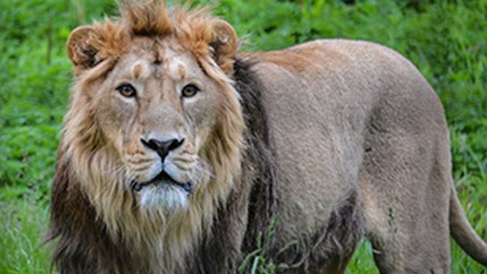 Cotswold Wildlife Park opens purpose-built lion house - BBC News