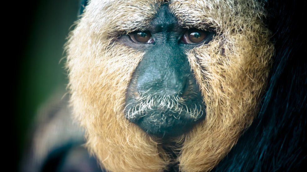 What does the white-face saki monkey like to listen to? - BBC Newsround