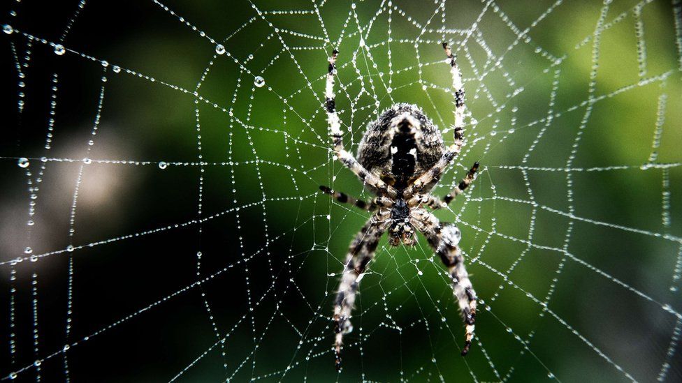 Why lots of spiders aren't a bad thing - BBC Newsround