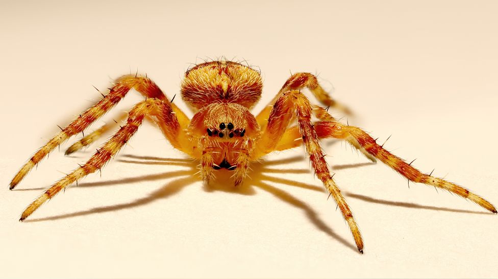 'Trychfilod fel pobl': hobi newydd yn llesol i ŵr o Fôn - BBC Cymru Fyw