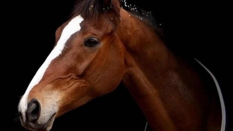 Kauto Star: Ashes of racehorse to rest at Kempton Park - BBC Sport