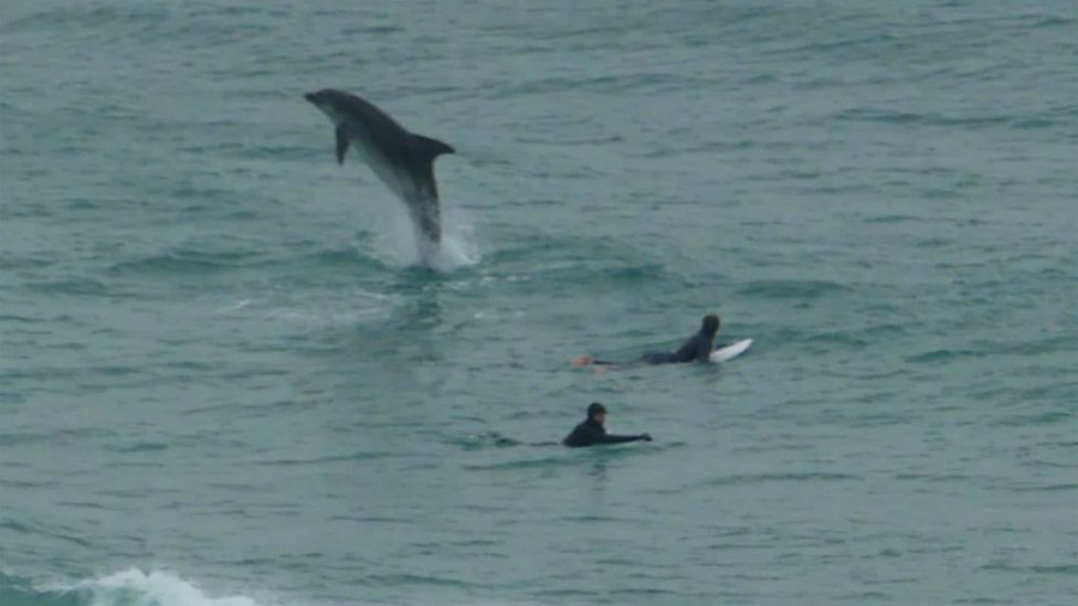 Cornwall ferry: Sealife surveys were incredible, charity says - BBC News