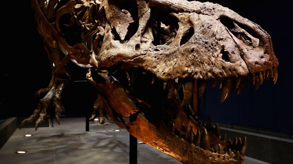 Dinosaurs: Mystery of T-Rex jaw revealed! - BBC Newsround