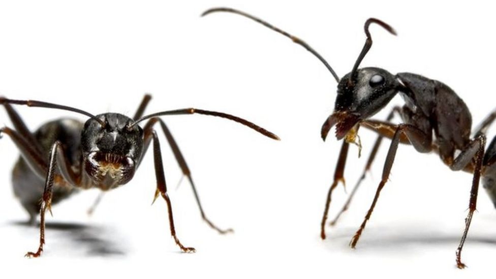 How do ants clean themselves? - BBC Newsround