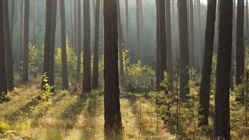 Increased funding for woodland creation in Scotland - BBC News