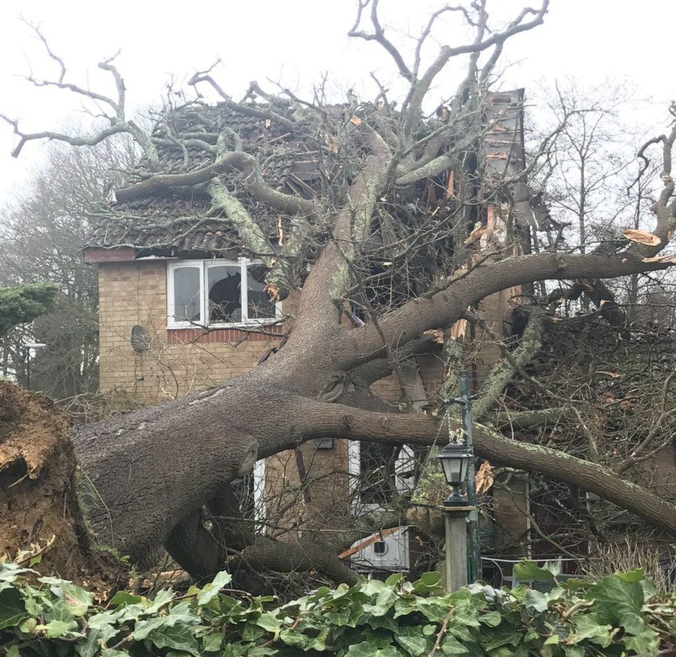 Oak tree collapses on home near Crawley in high winds - BBC News