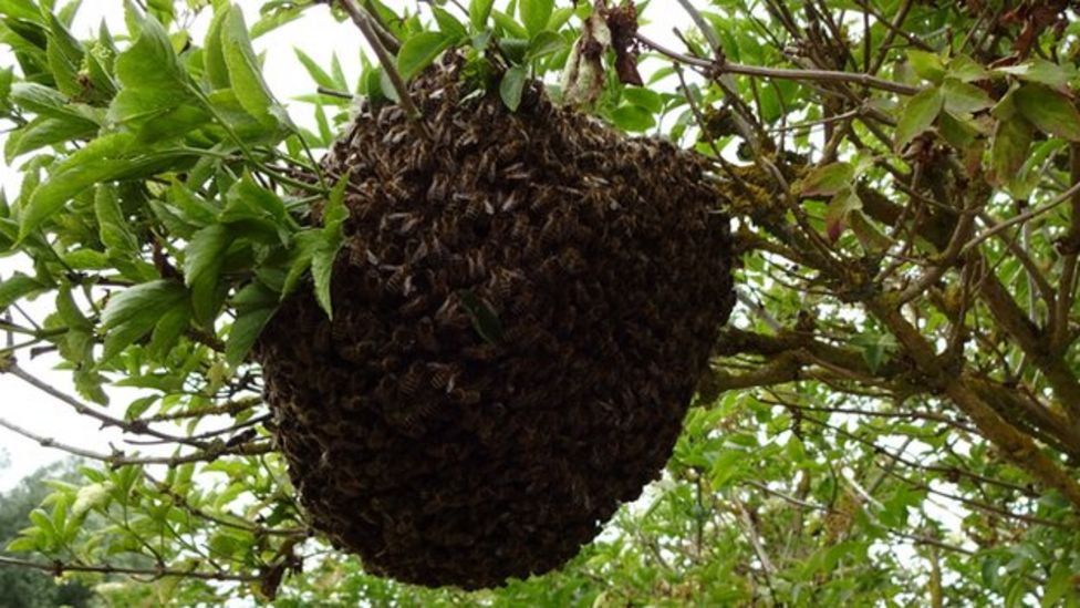 Bees swarm in Row B at Wolves' Molineux stadium - BBC News