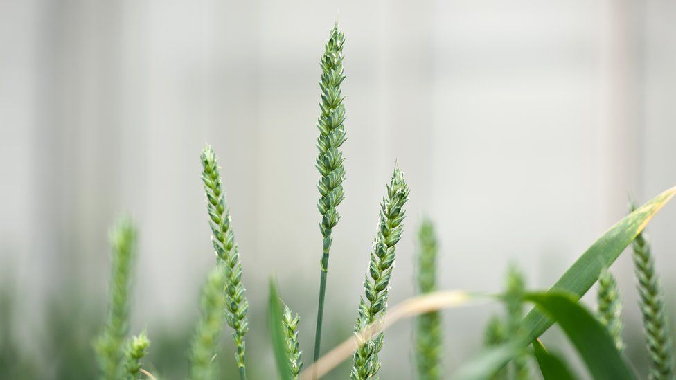 New 'super yield' GM wheat trial gets go-ahead - BBC News