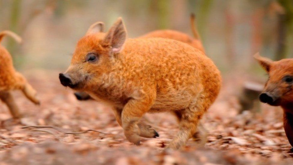 April Fools' 2016: The 'best' local paper pranks - BBC News