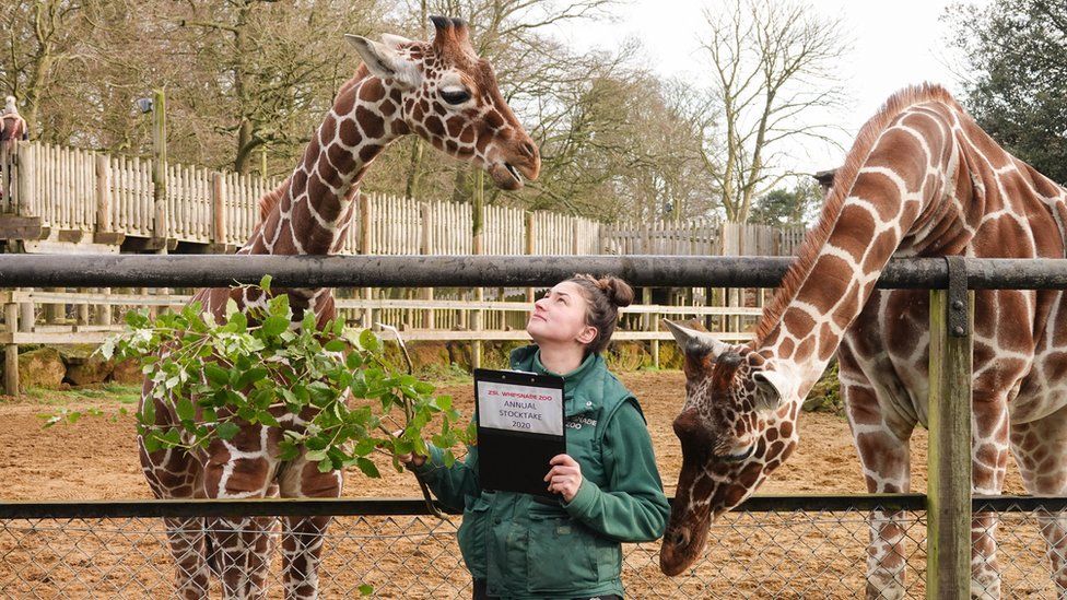 Animal count begins at the UK's biggest zoo - BBC Newsround