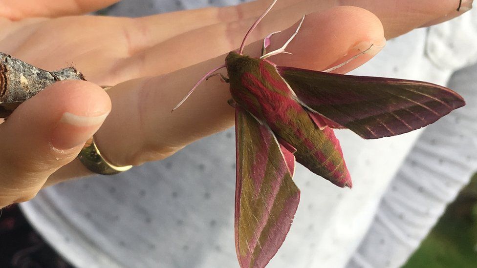 Galloway study finds hundreds of species of moths - BBC News
