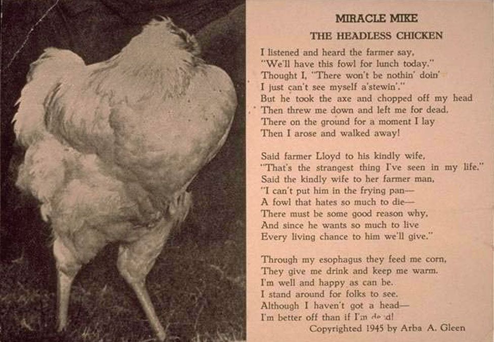 How Did Mike The Headless Chicken Eat And Survive For 18 Months How Did Mike The Headless Chicken Eat And Survive For 18 Months