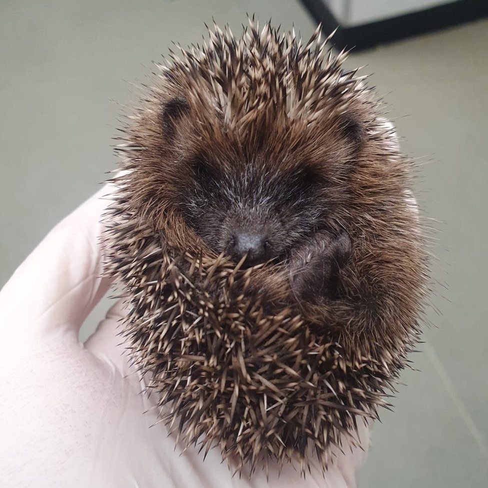 Chesterfield: Orphaned baby hedgehogs being nursed back to health - BBC ...