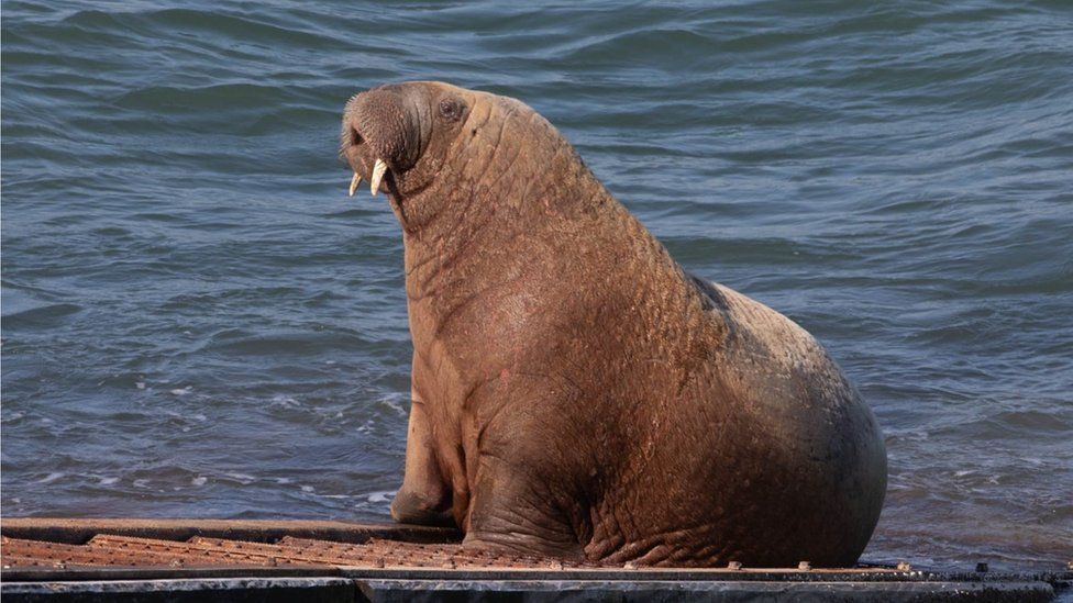 Wally the walrus: Lifeboat crew use horn to budge animal - BBC News