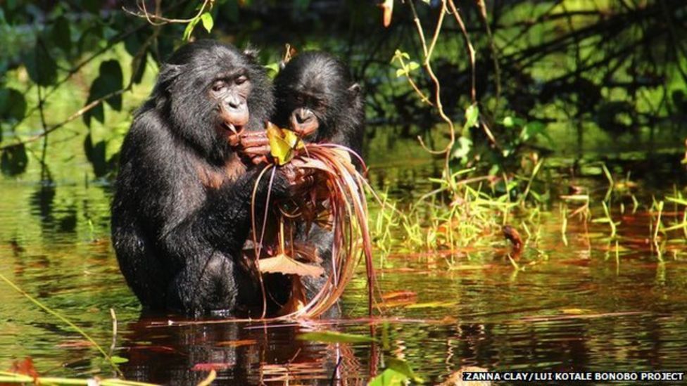 Bonobo squeaks hint at earlier speech evolution - BBC News