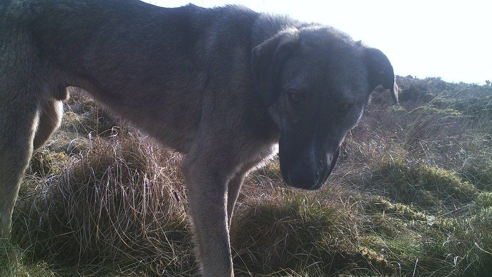Seven-month hunt for the island dog that won't come home - BBC News