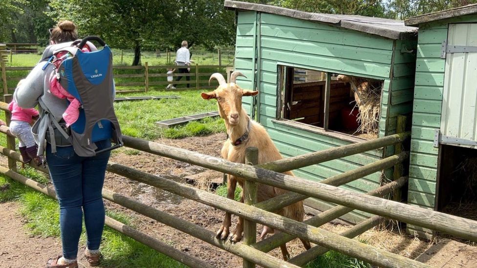 Baylham House Farm reopens six weeks after visitors fell sick - BBC News