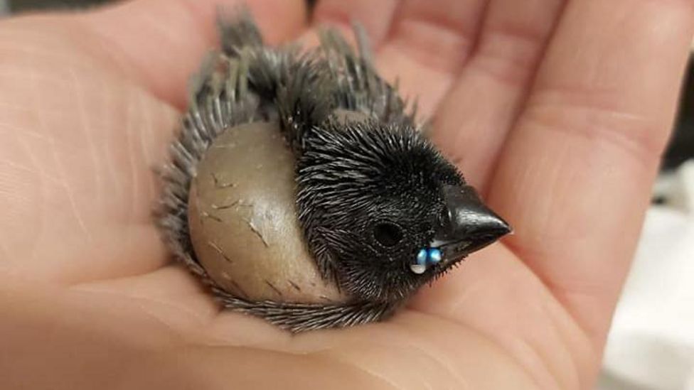 Gouldian finch nursed by hand from newly-hatched chick - BBC News