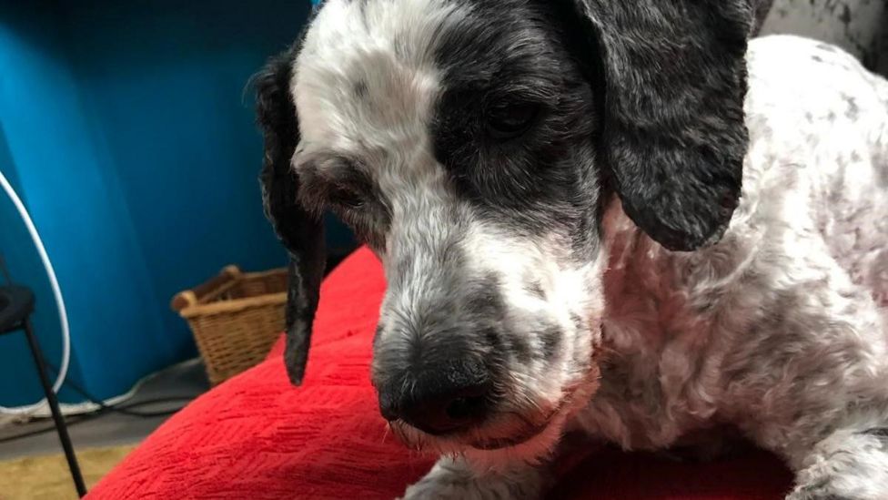 Missing dog found following appeal on BBC Radio Stoke - BBC News