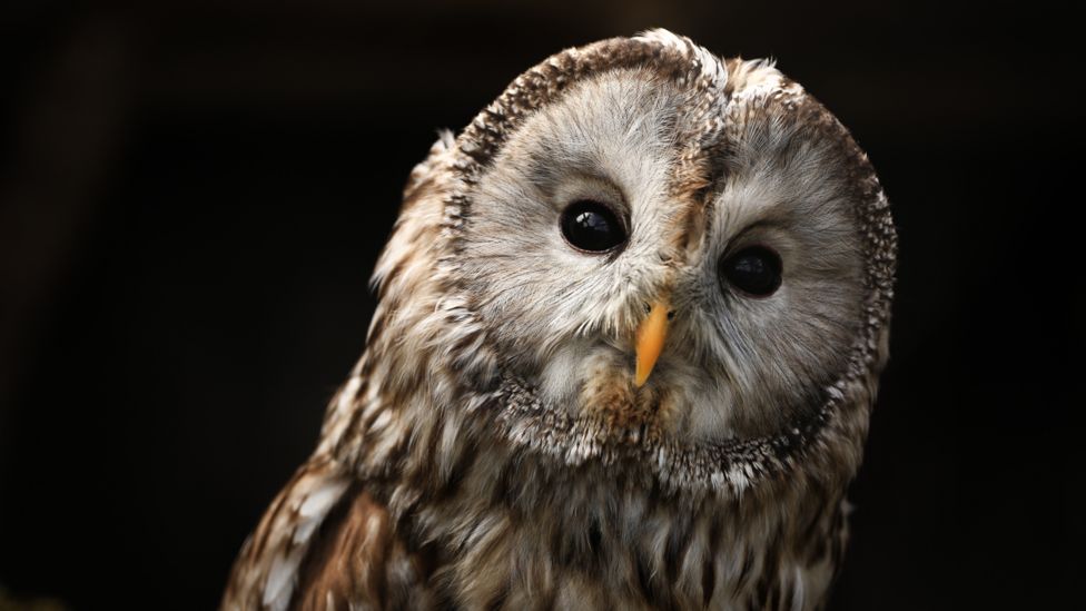 Owl dies after being shot in woods near Orlingbury - BBC News